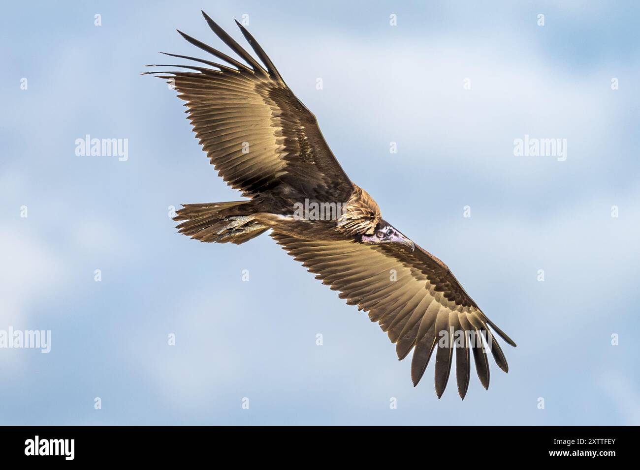 Hooded vulture, Ndutu Plains, Serengeti National Park, Tanzania Stock ...