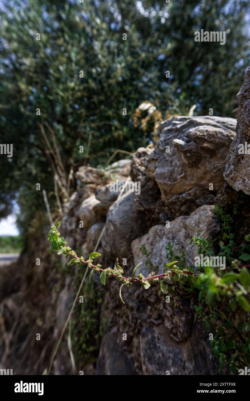 Olive tree front garden hi-res stock photography and images - Alamy