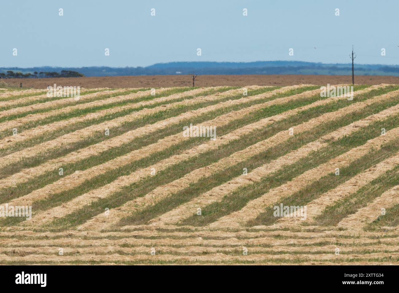 Multiple rows of crops on a field of farmland on Kangaroo Island ...
