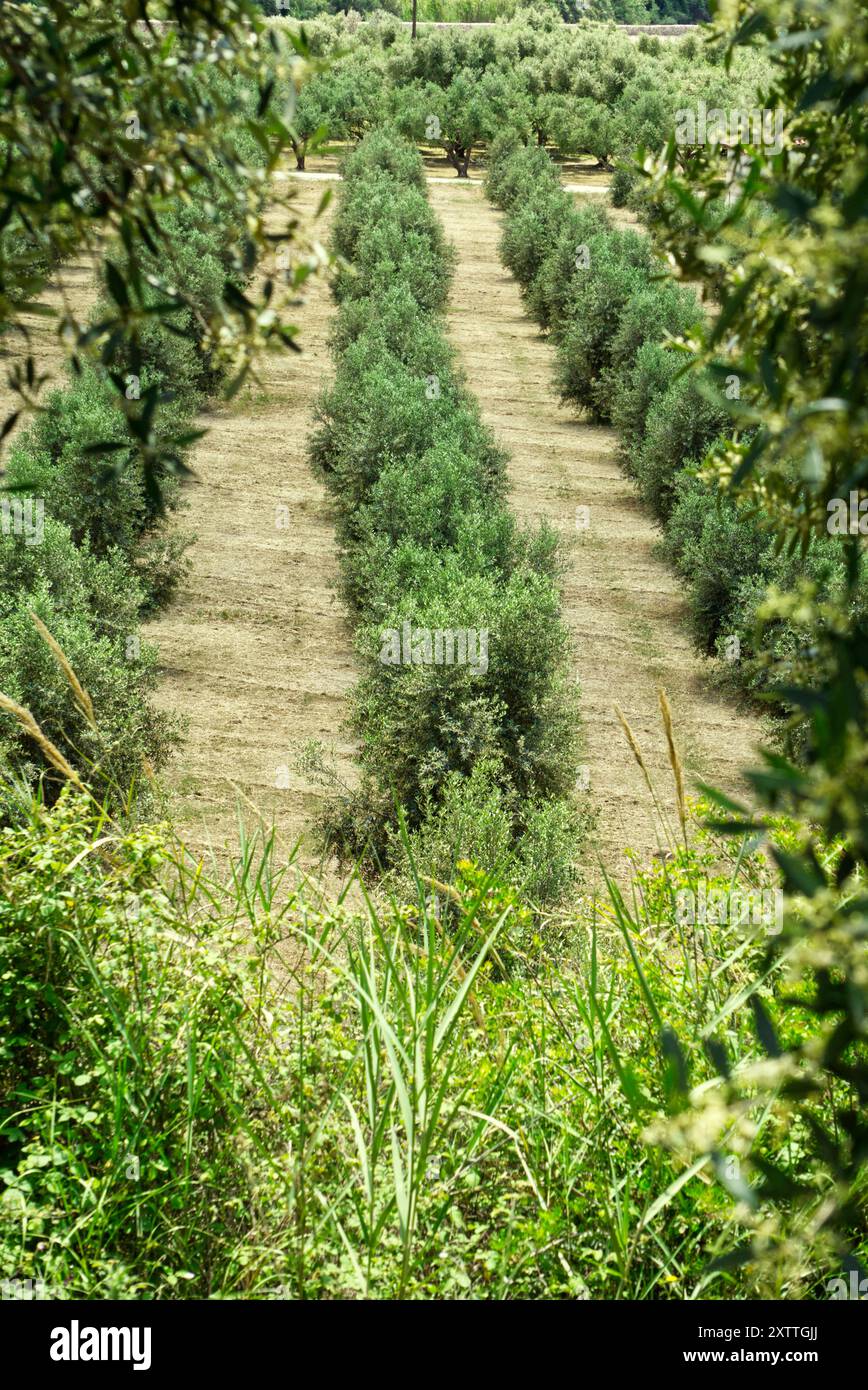 Olive trees garden agricultural farm hi-res stock photography and ...