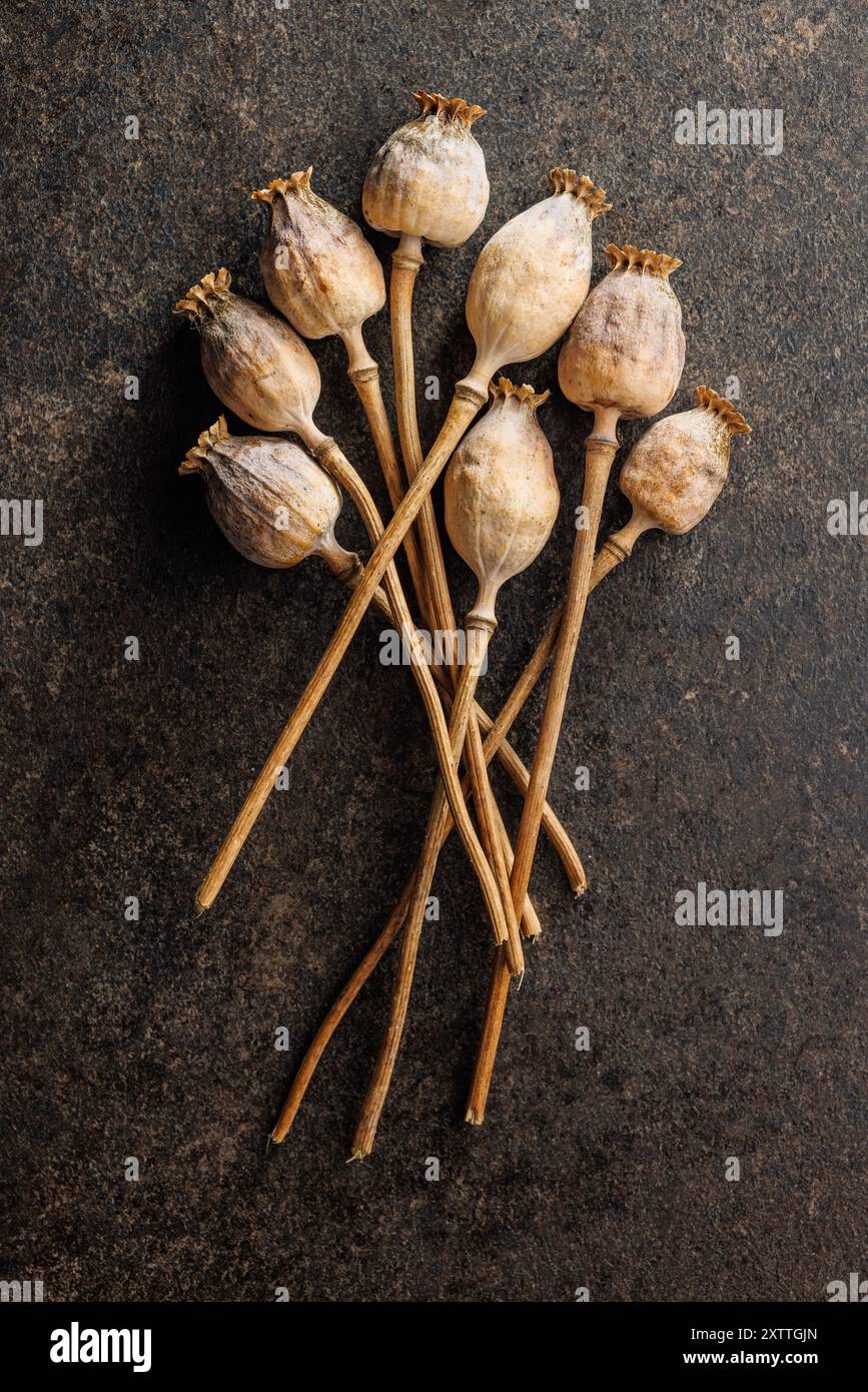 Dry poppy head on a black table. Top view Stock Photo - Alamy