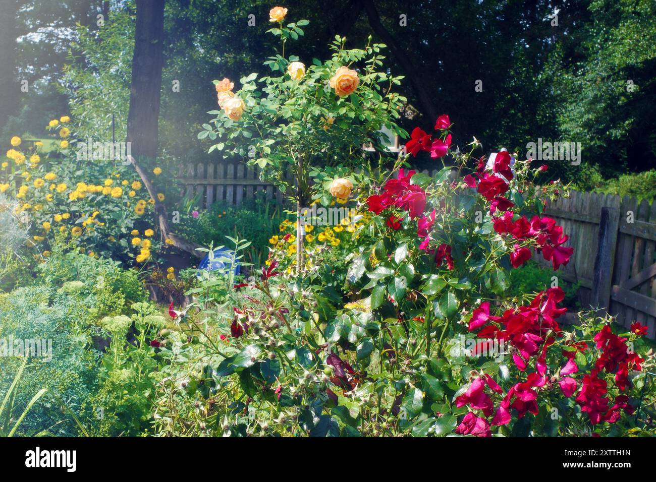 Standard rose bush hi-res stock photography and images - Alamy