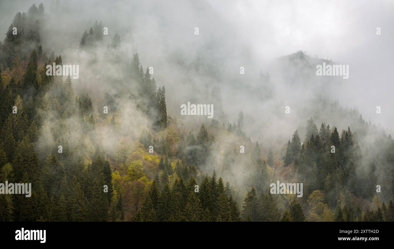 Treetops fog mountains hi-res stock photography and images - Alamy