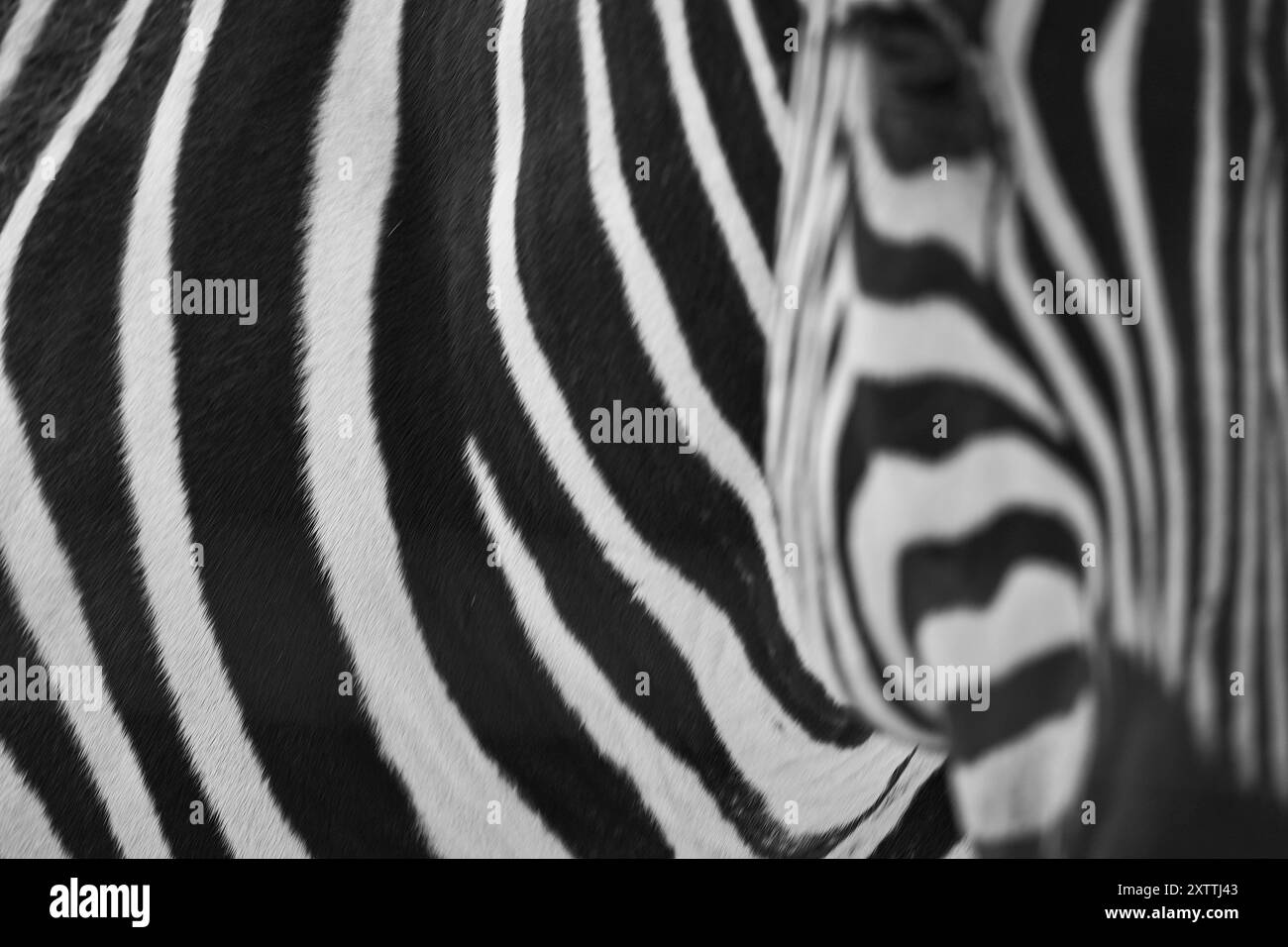 Zebra skin, natural authentic wild animal hide, safari background, fur ...