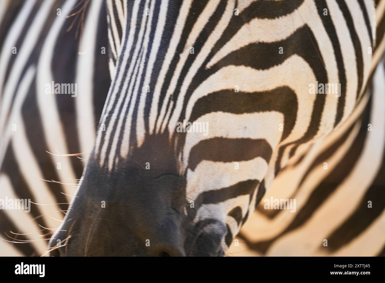 Zebra skin, natural authentic wild animal hide, safari background, fur ...