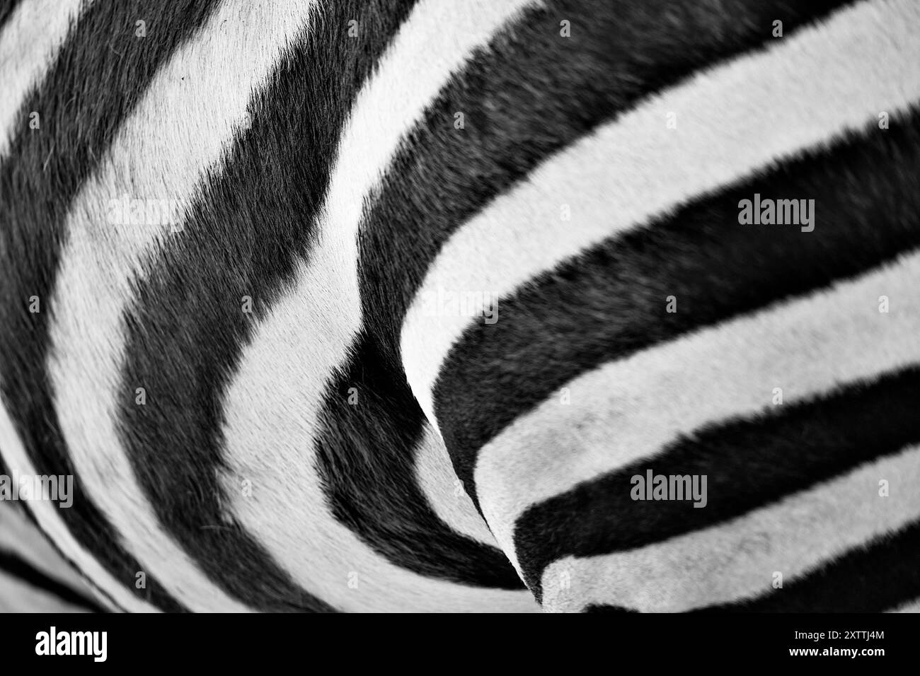 Zebra skin, natural authentic wild animal hide, safari background, fur ...