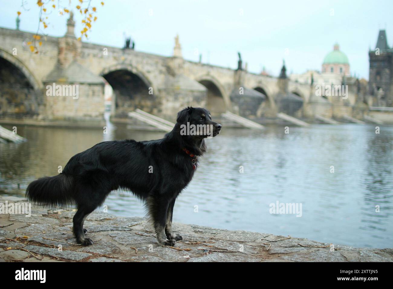 Portrait of black dog in center of Prague. In background is river ...