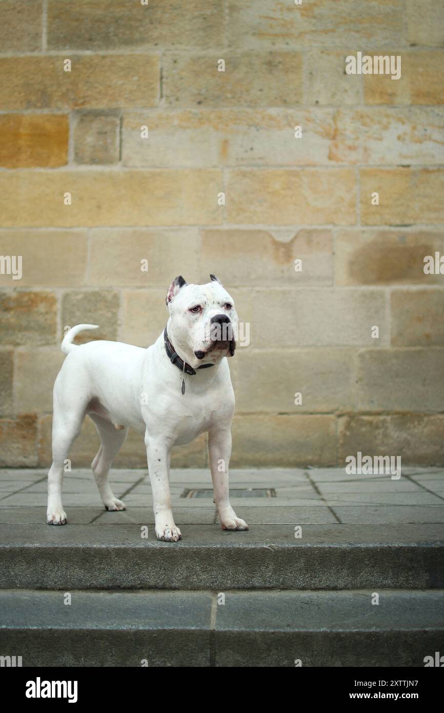 Portrait of American bully in center of Prague. He stands on stairs to ...