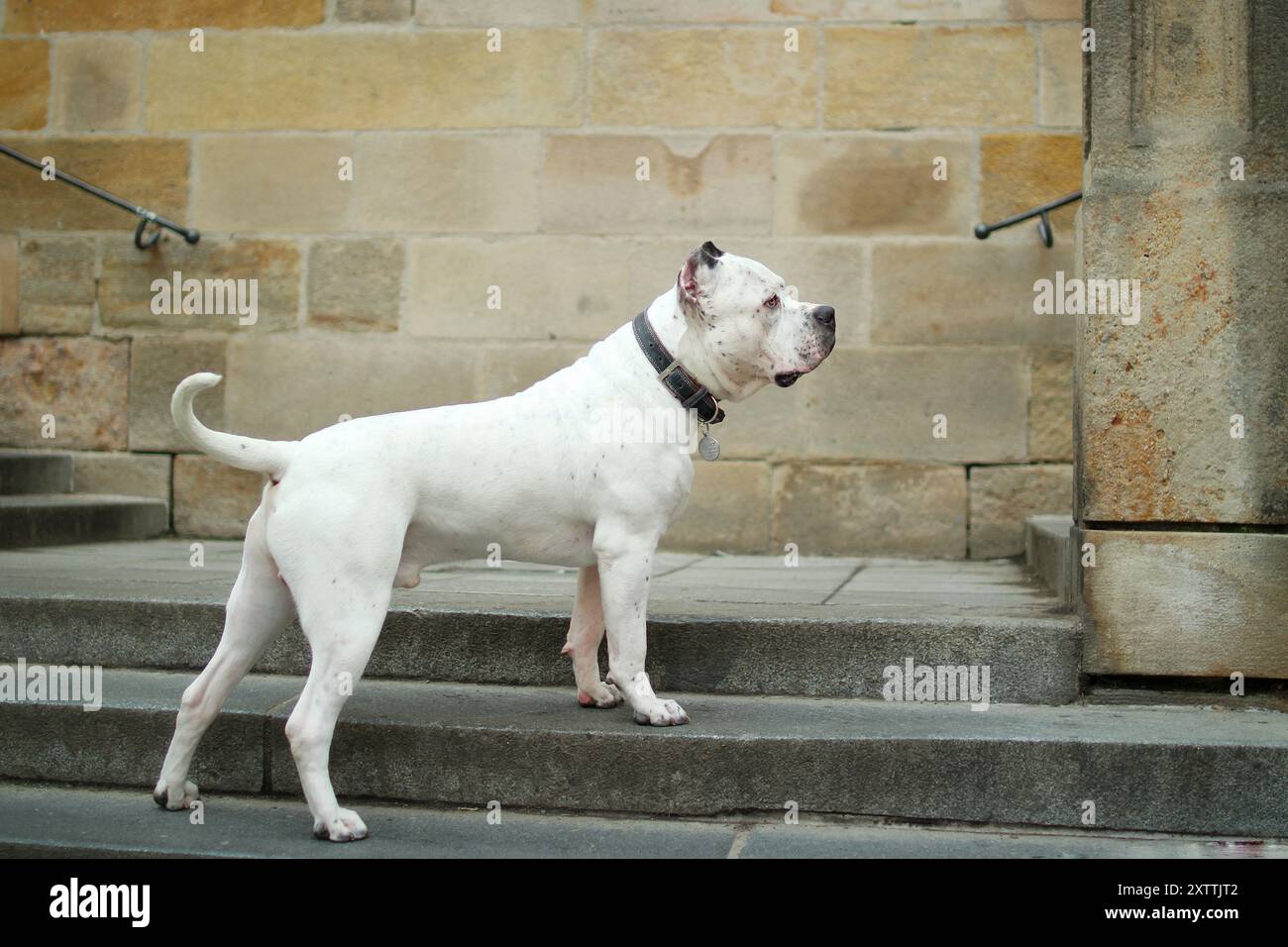 Portrait of American bully in center of Prague. He stands on stairs to ...