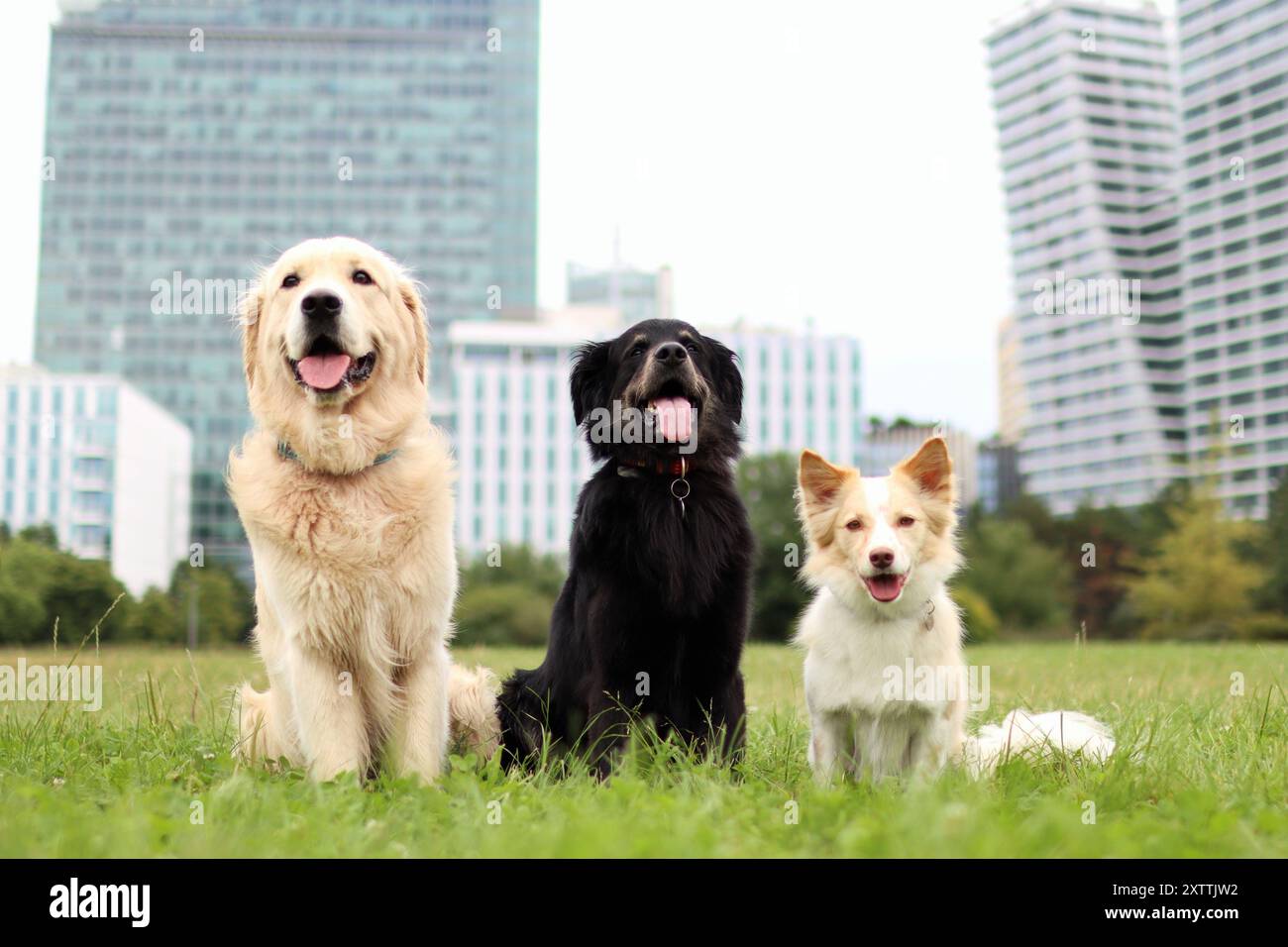 Three cute dogs sit together at Prague park. At background are modern ...