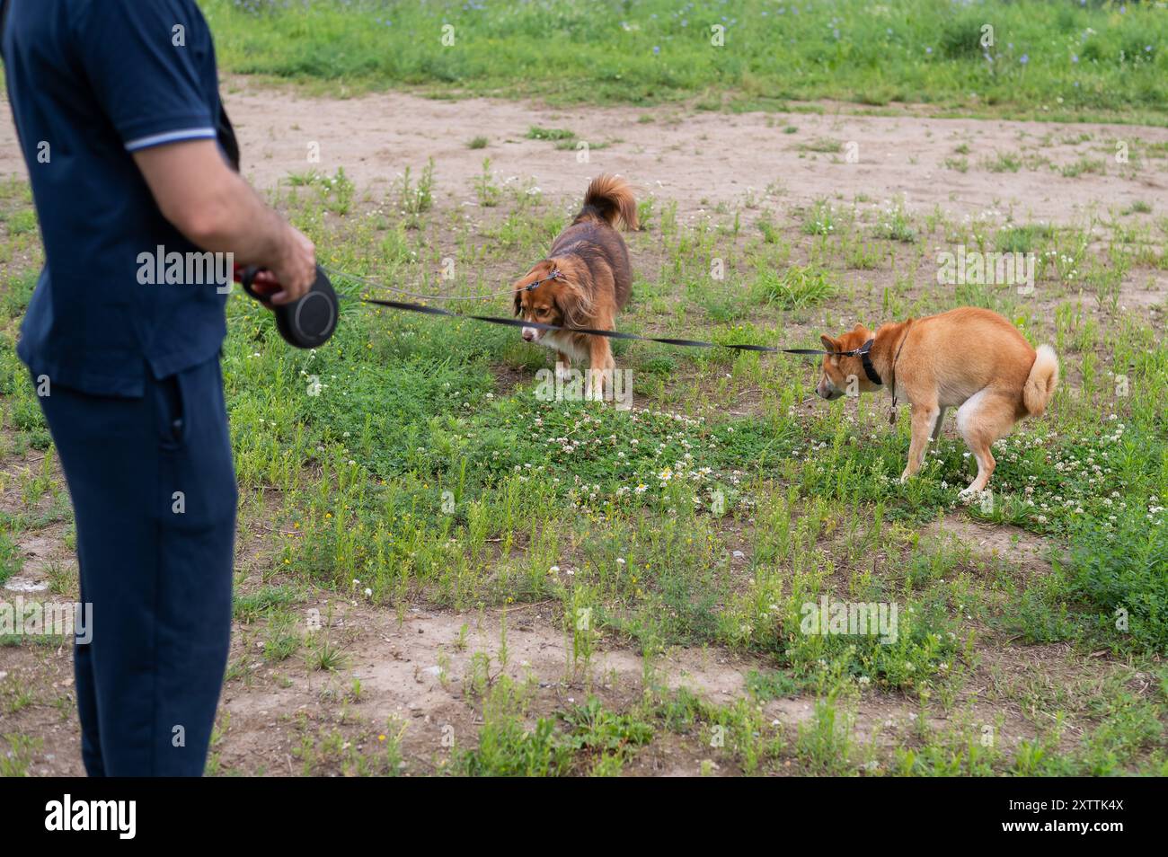 Shibainu dog poops while walking Stock Photo - Alamy