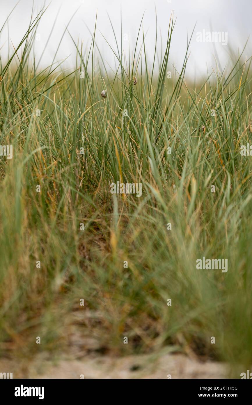 Plants thrive on the beach Stock Photo - Alamy