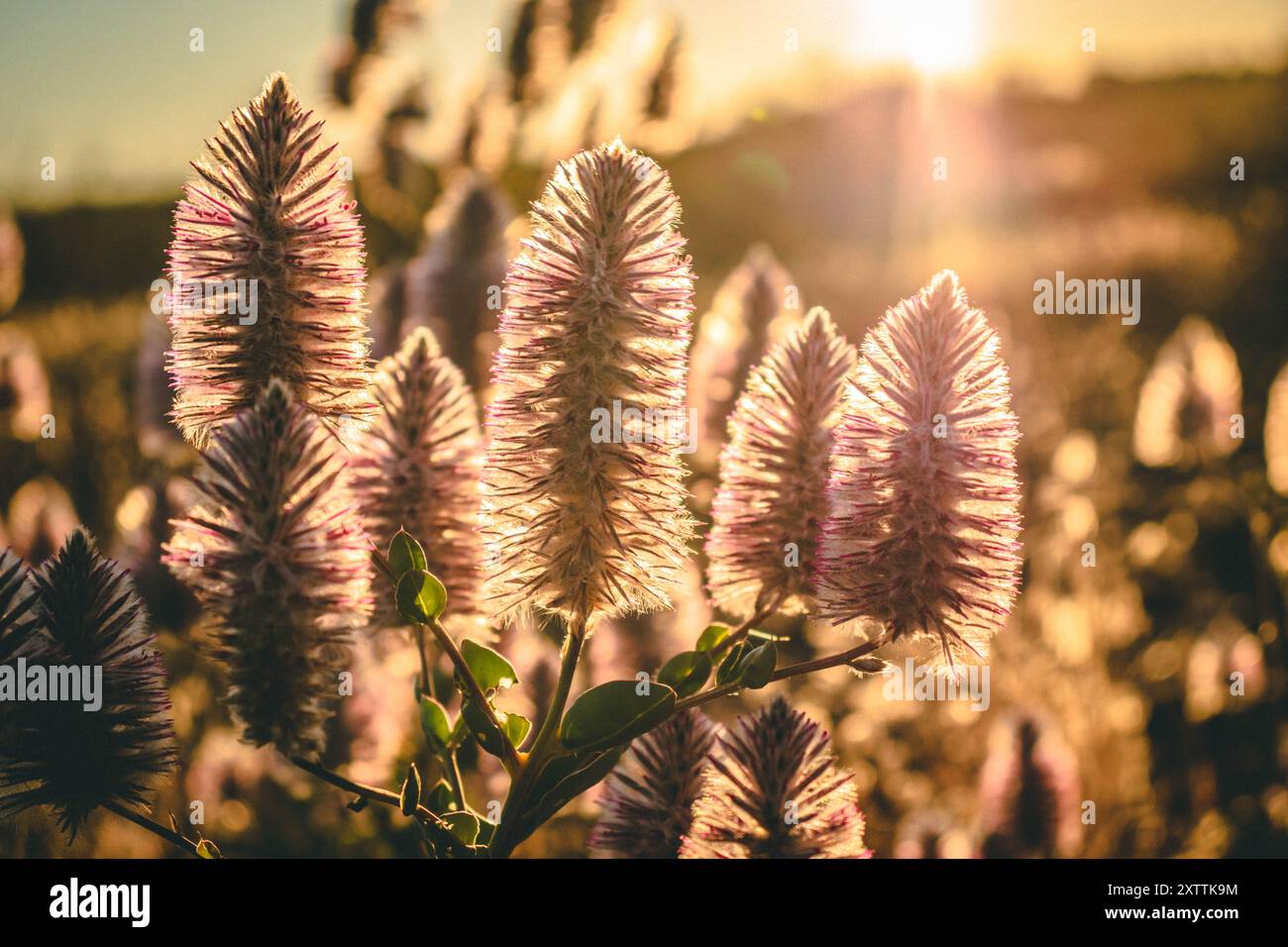 Australian wasteland hi-res stock photography and images - Alamy