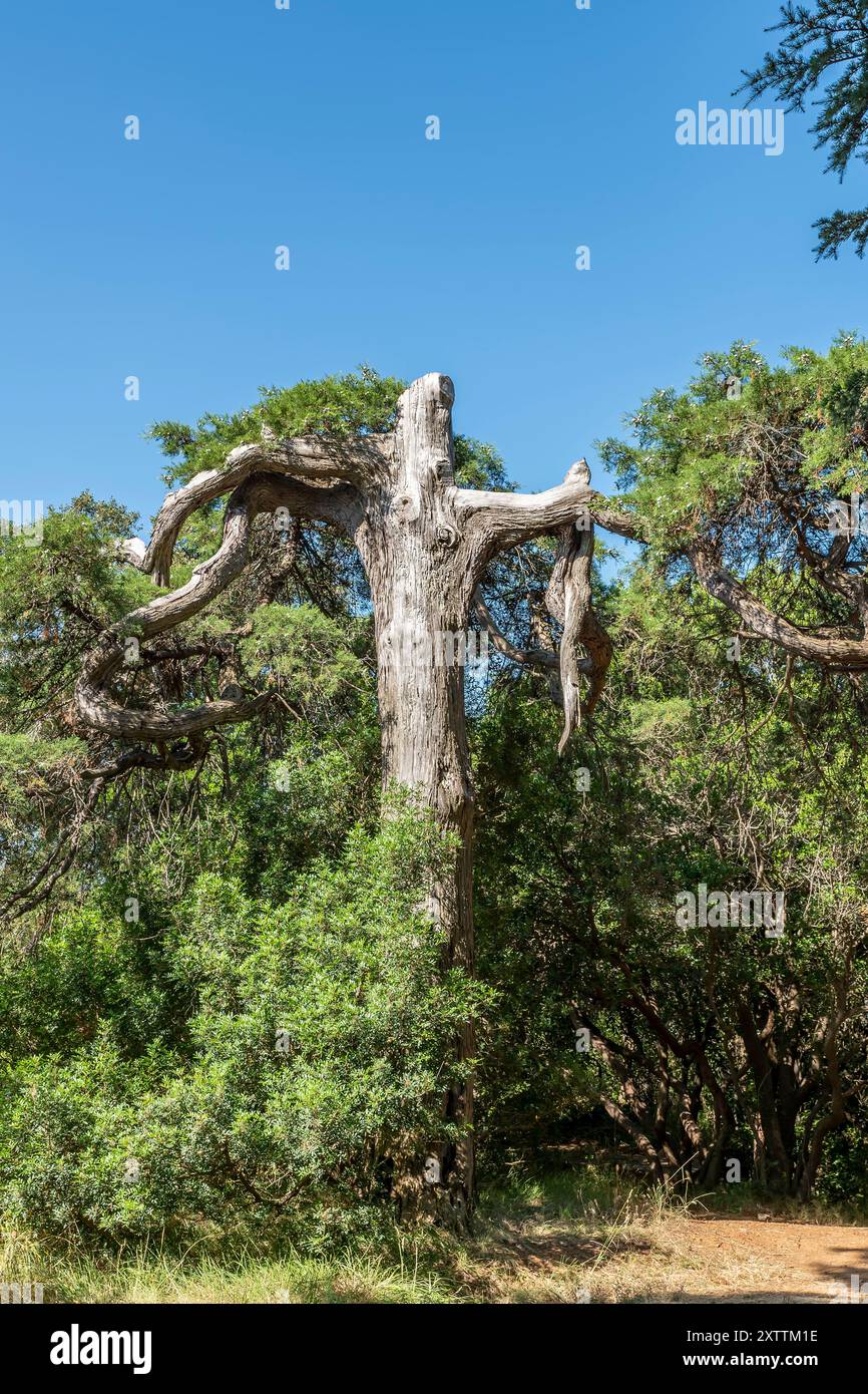 A large tree with human features dominates the top of a mountain, San ...