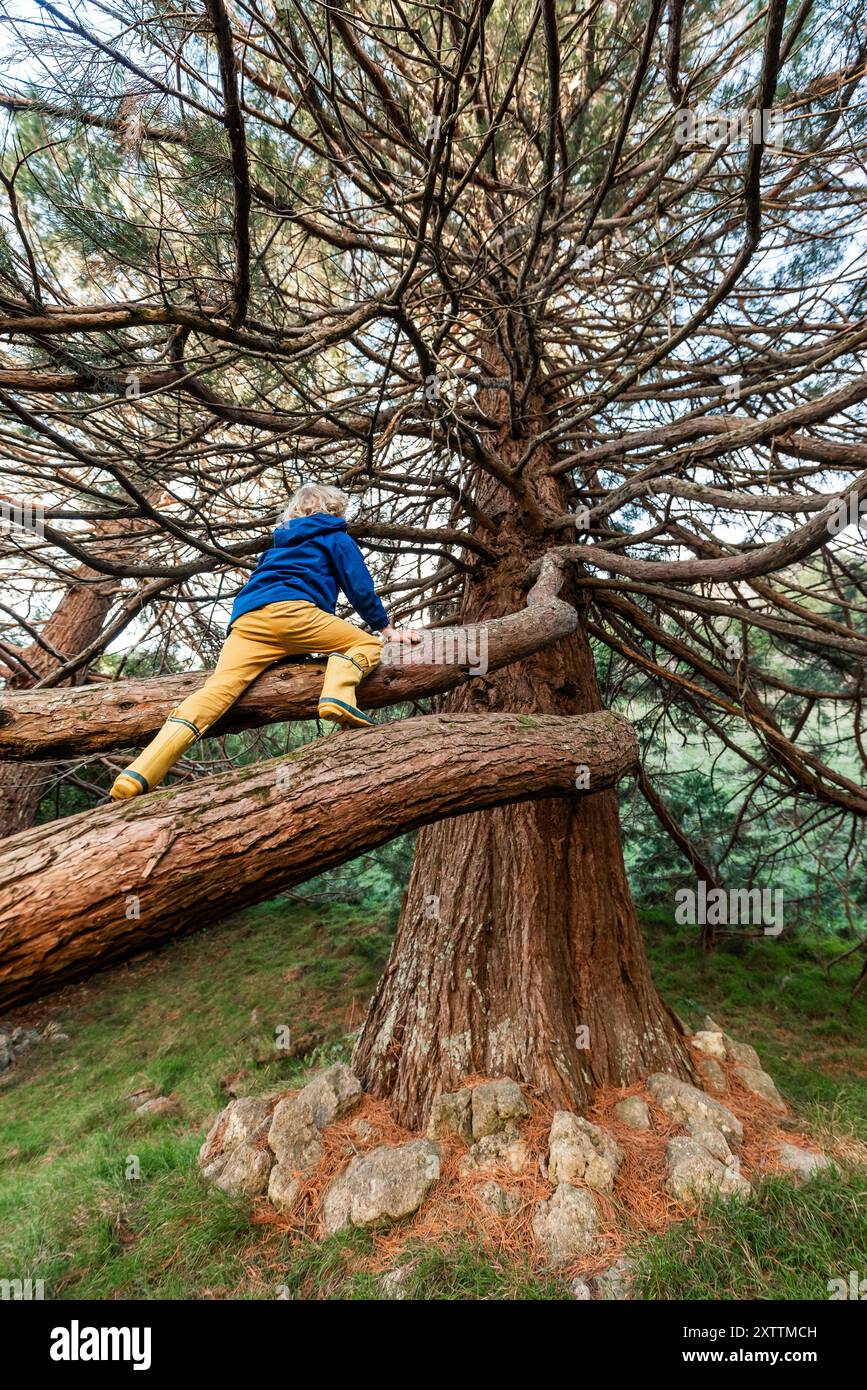 Small Child climbing tall tree Stock Photo - Alamy