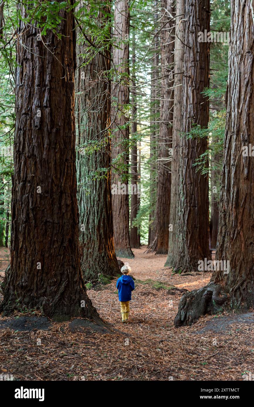 Child forest tall tree hi-res stock photography and images - Alamy