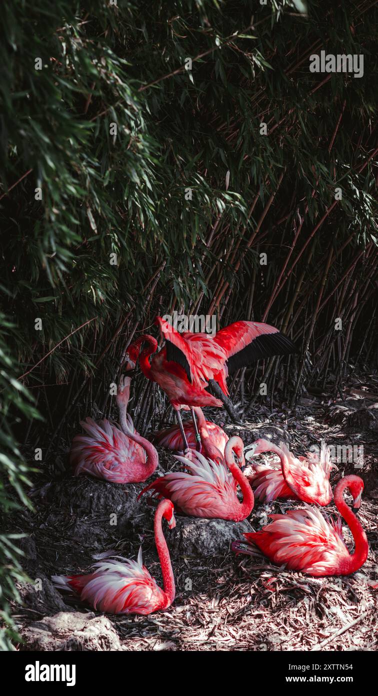 Flamingo nest hi-res stock photography and images - Alamy