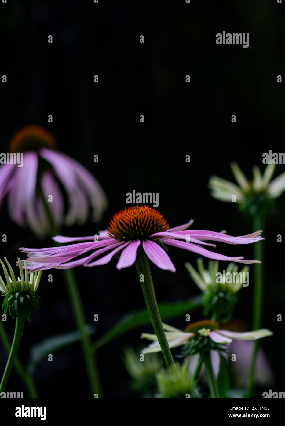 Purple Cone flowers set upon a black backdrop Stock Photo - Alamy