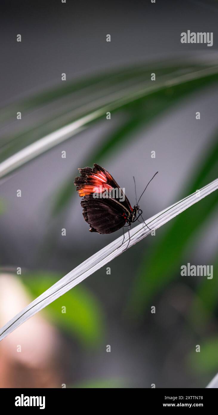 A tiny black butterfly with striking orange wings is perched on a long ...
