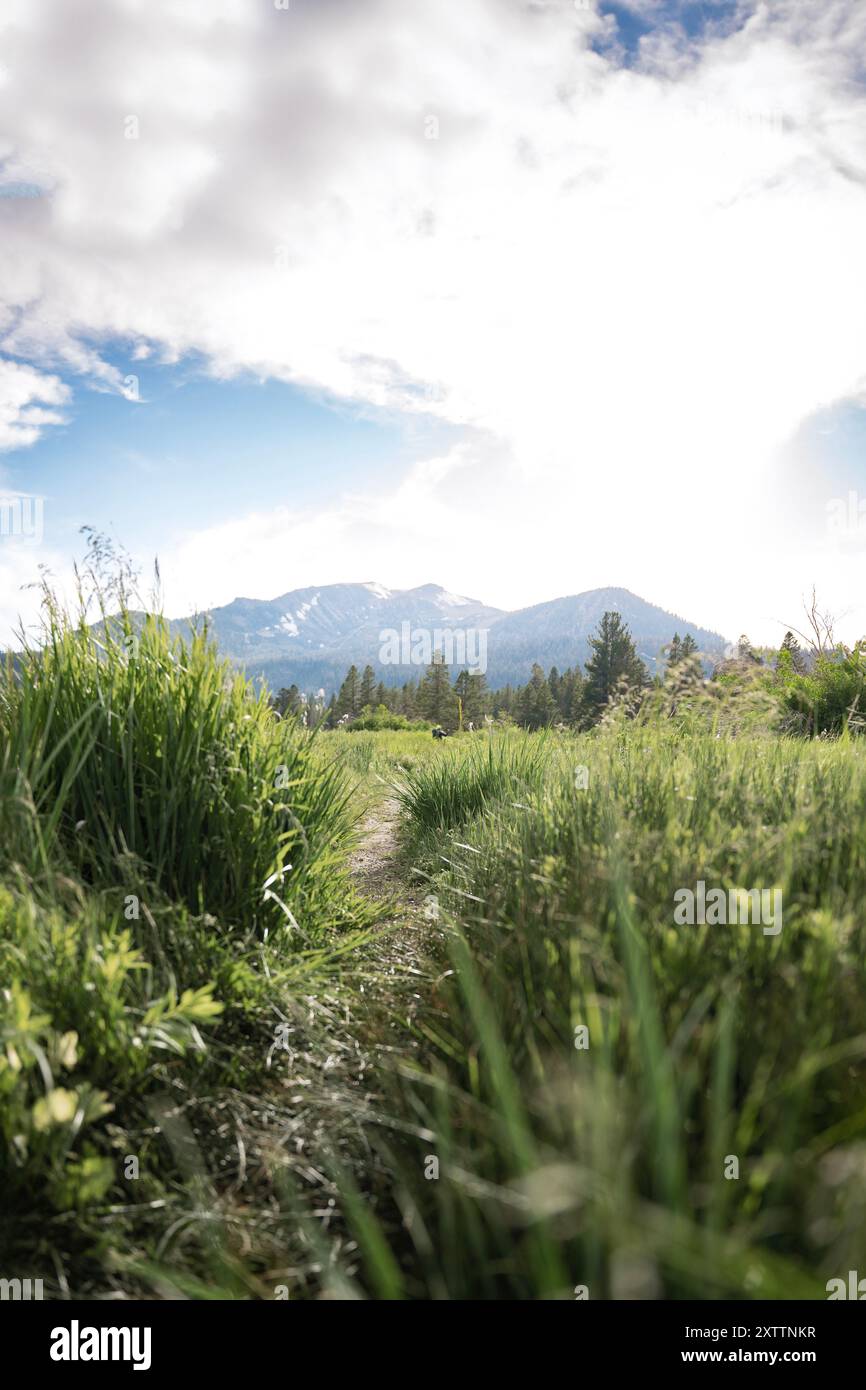 Pathway through the grass hi-res stock photography and images - Alamy