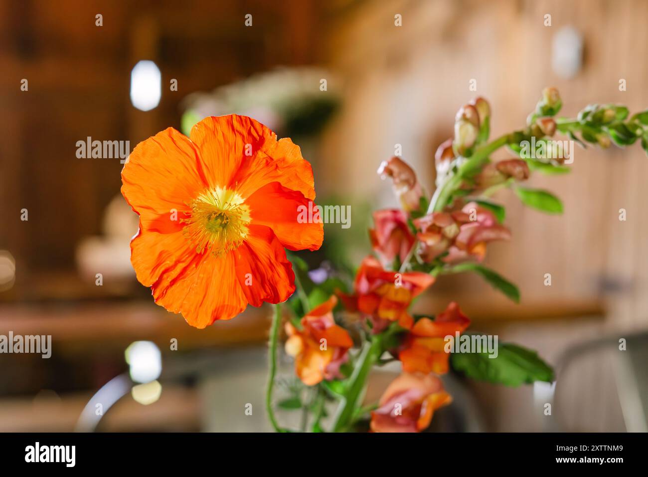 barn aesthetic orange backlit flowers Stock Photo - Alamy