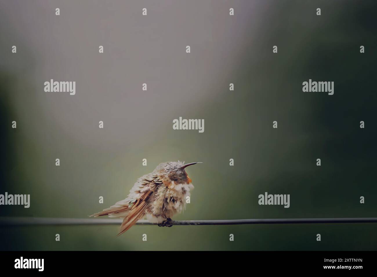Hummingbird on a wire hi-res stock photography and images - Alamy