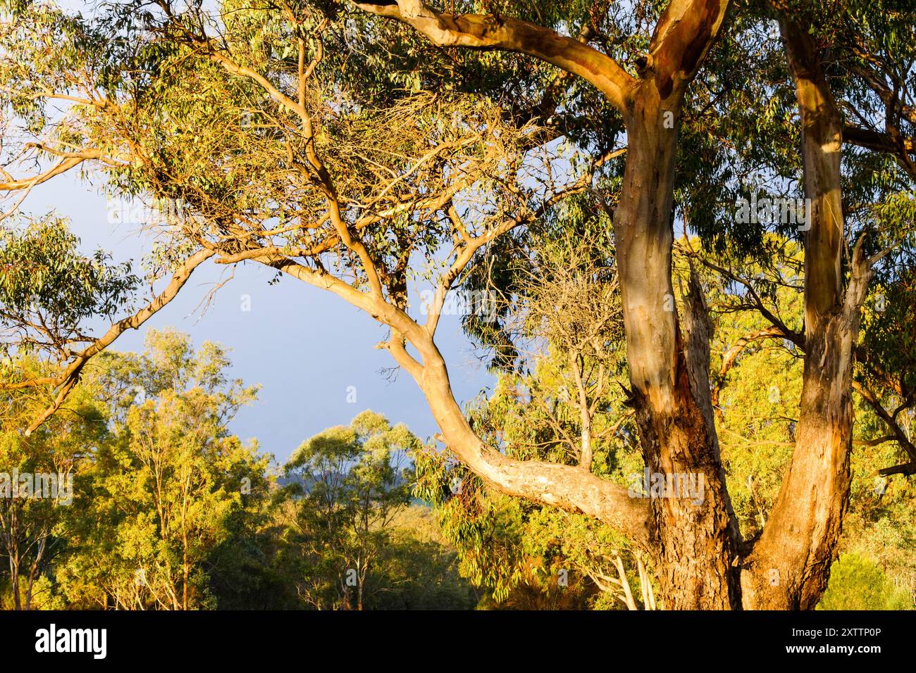 Detail of eucalyptus gum tree , Cobblers Pool, Toodyay, Western ...