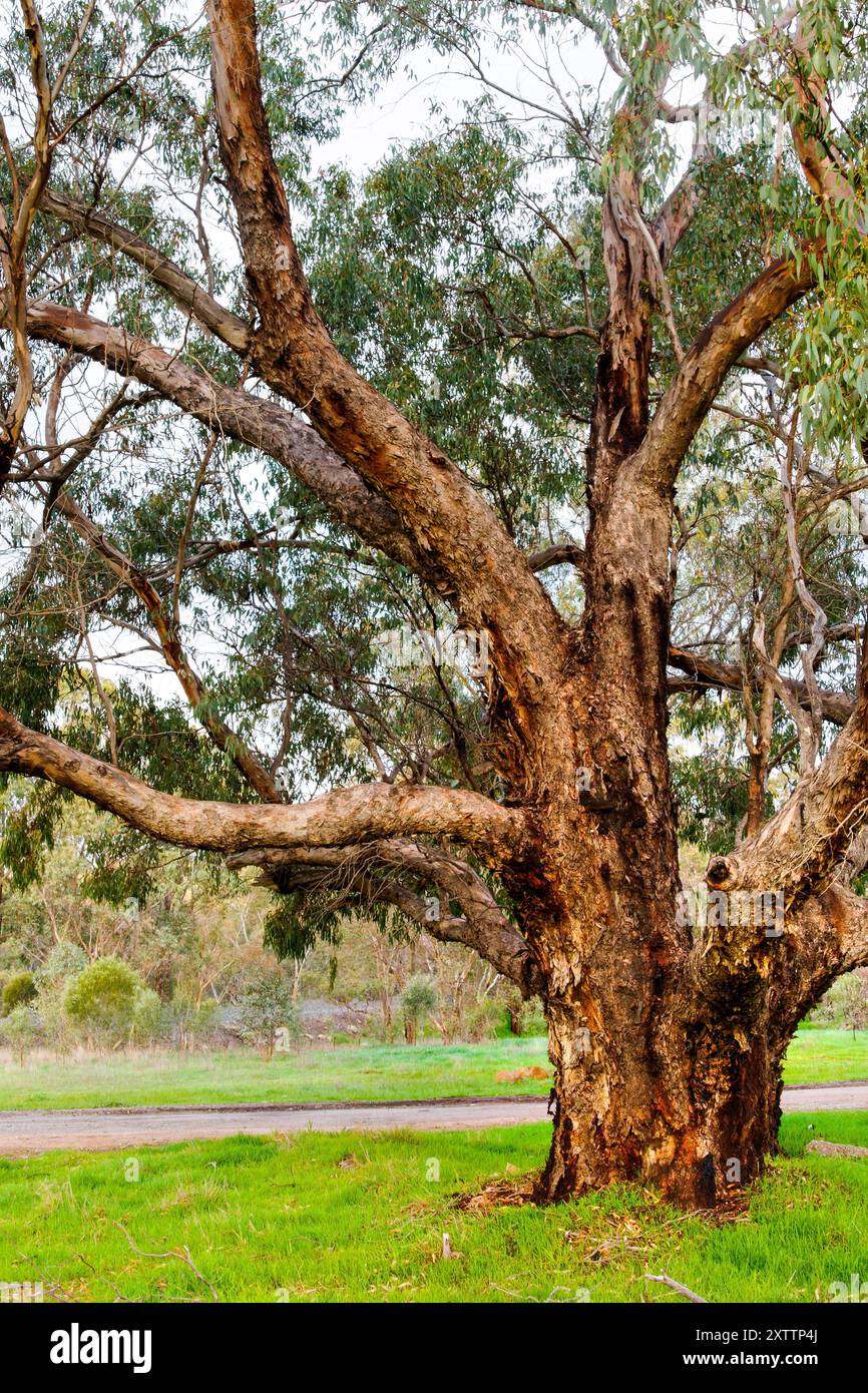 Detail of eucalyptus gum tree , Cobblers Pool, Toodyay, Western ...
