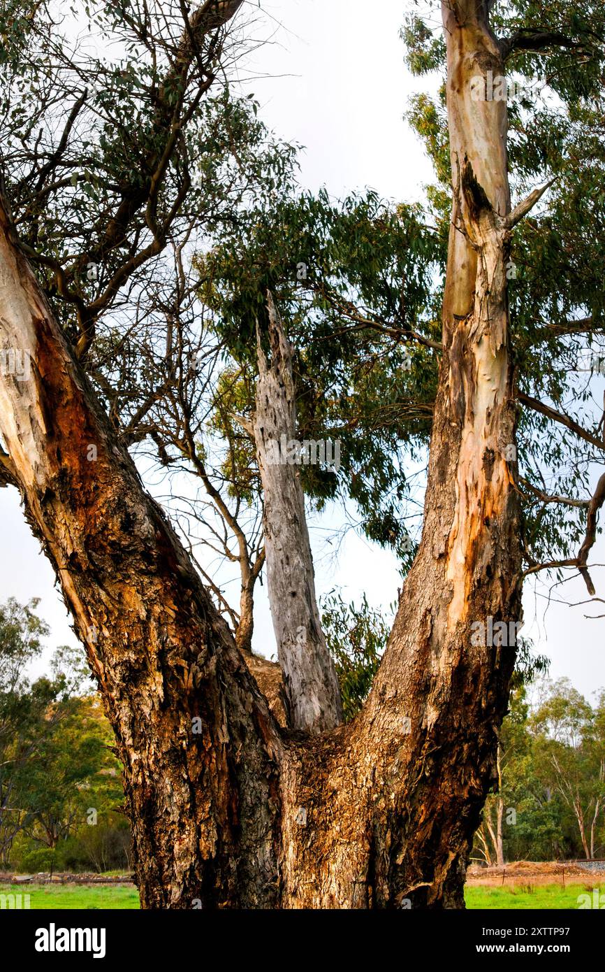 Detail of eucalyptus gum tree , Cobblers Pool, Toodyay, Western ...