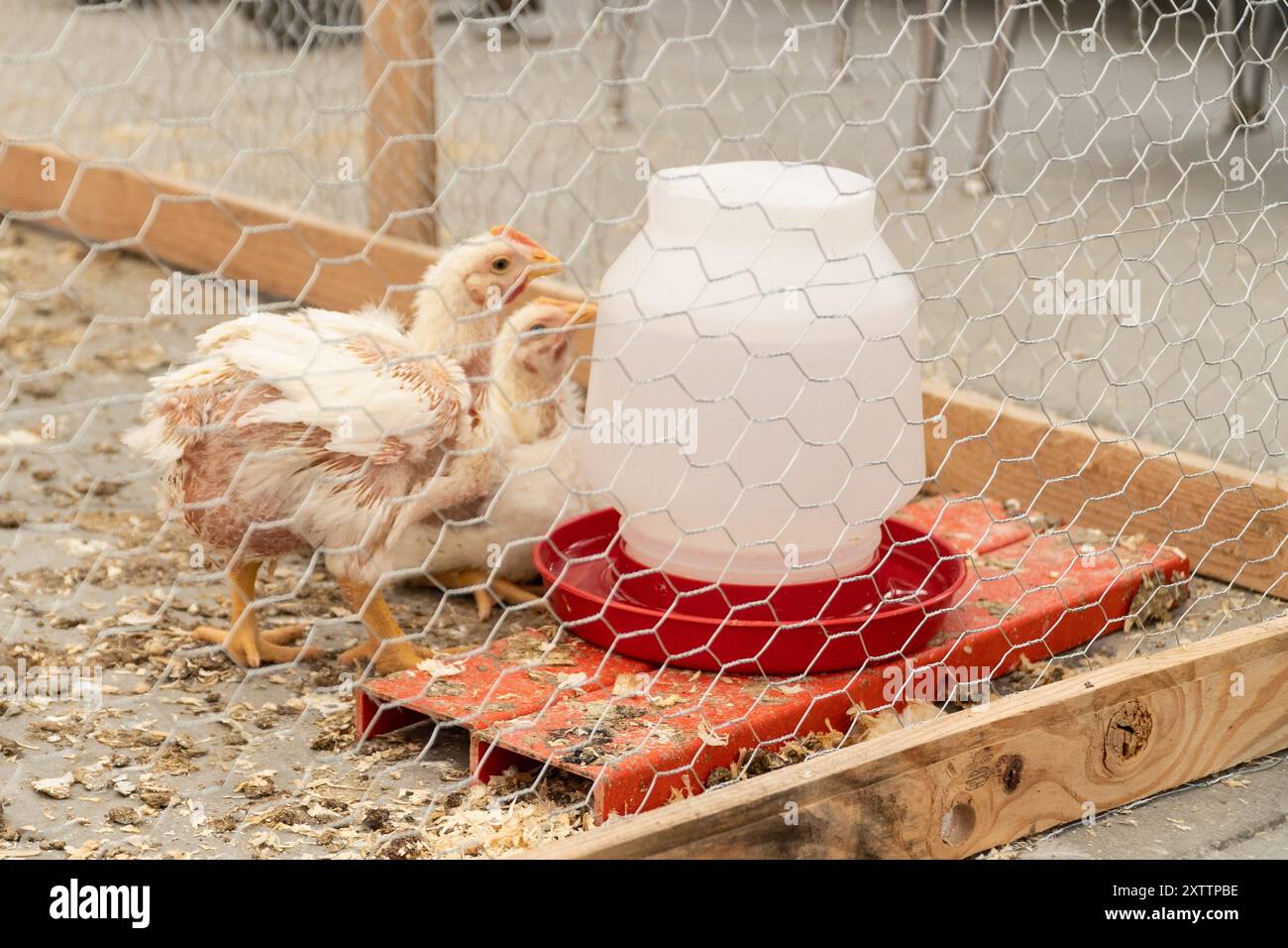 Poultry farm chickens drinking water hi-res stock photography and ...