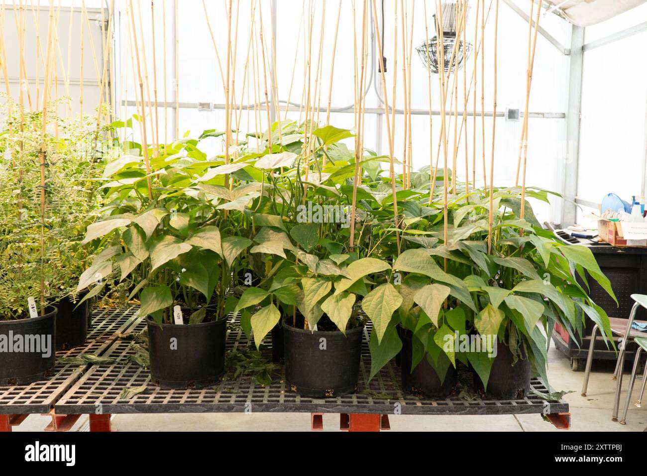 Healthy plant thriving hi-res stock photography and images - Alamy