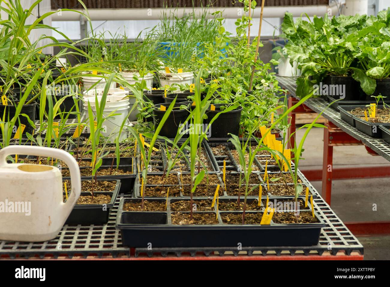 Plant starts hi-res stock photography and images - Alamy