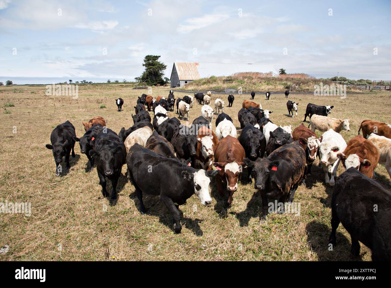 Cattle grazing on pastureland hi-res stock photography and images - Alamy
