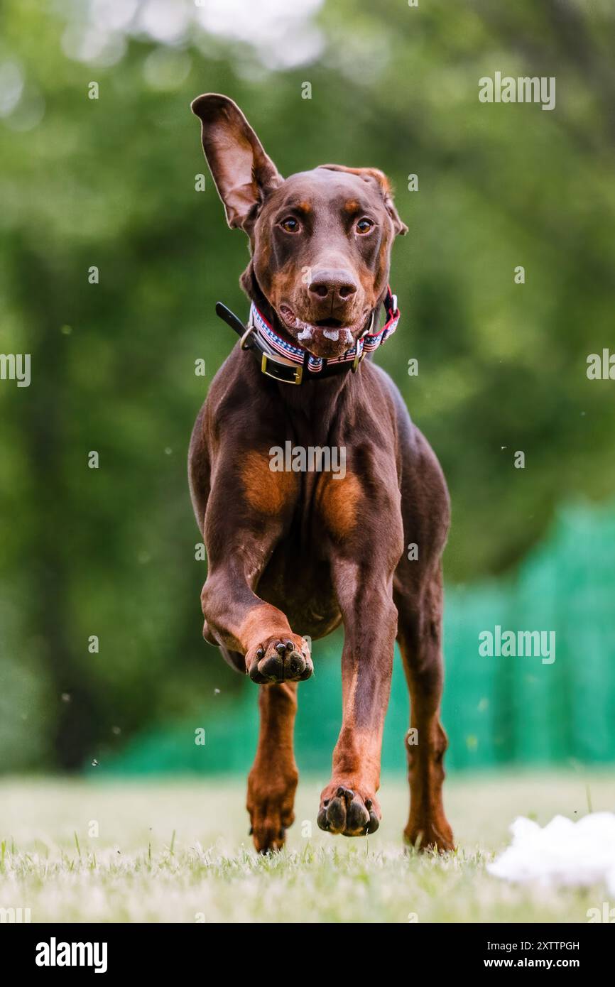 Liver Brown Doberman Running Lure Course Dog Sport Stock Photo - Alamy