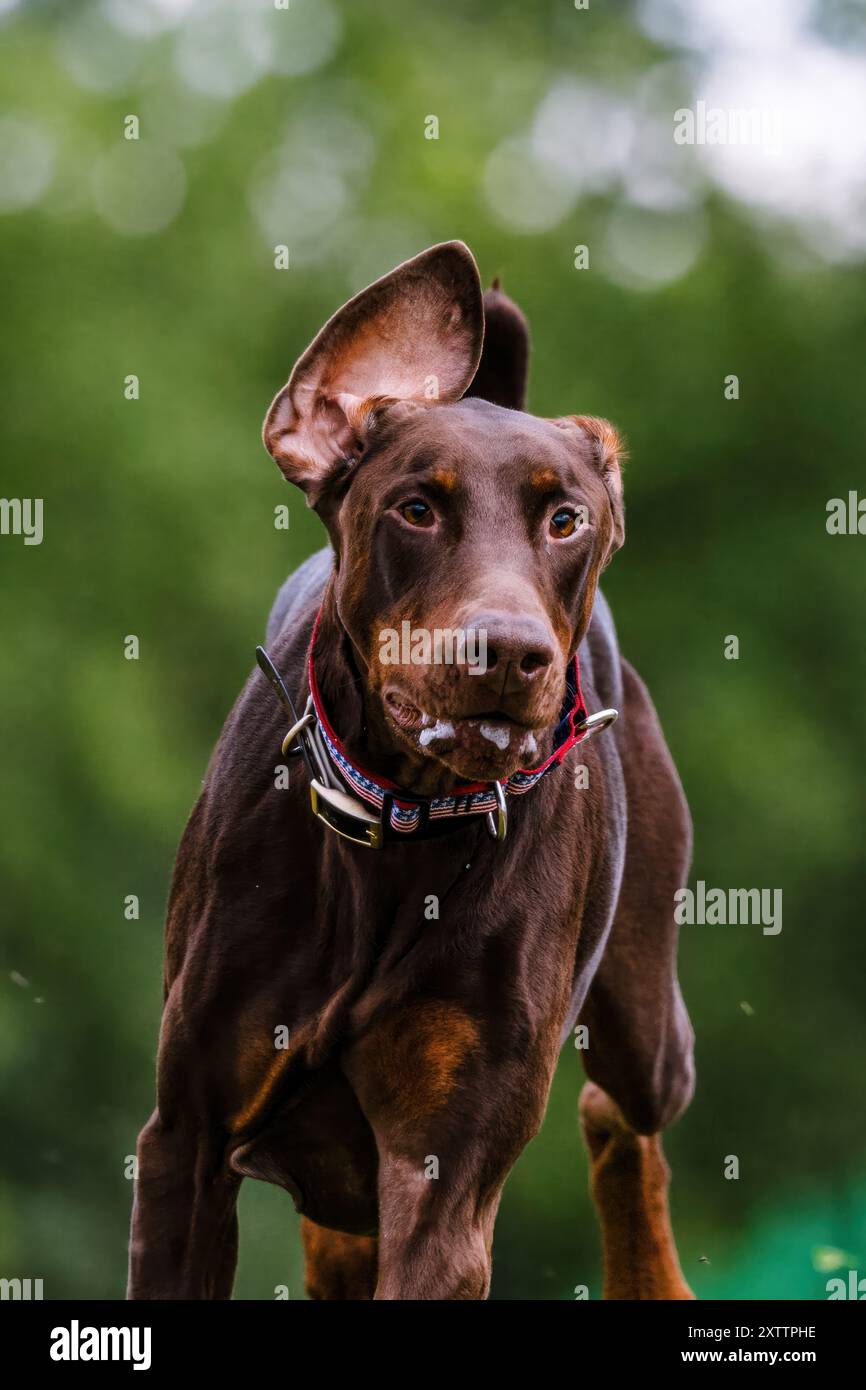 Liver Brown Doberman Running Lure Course Dog Sport Stock Photo - Alamy