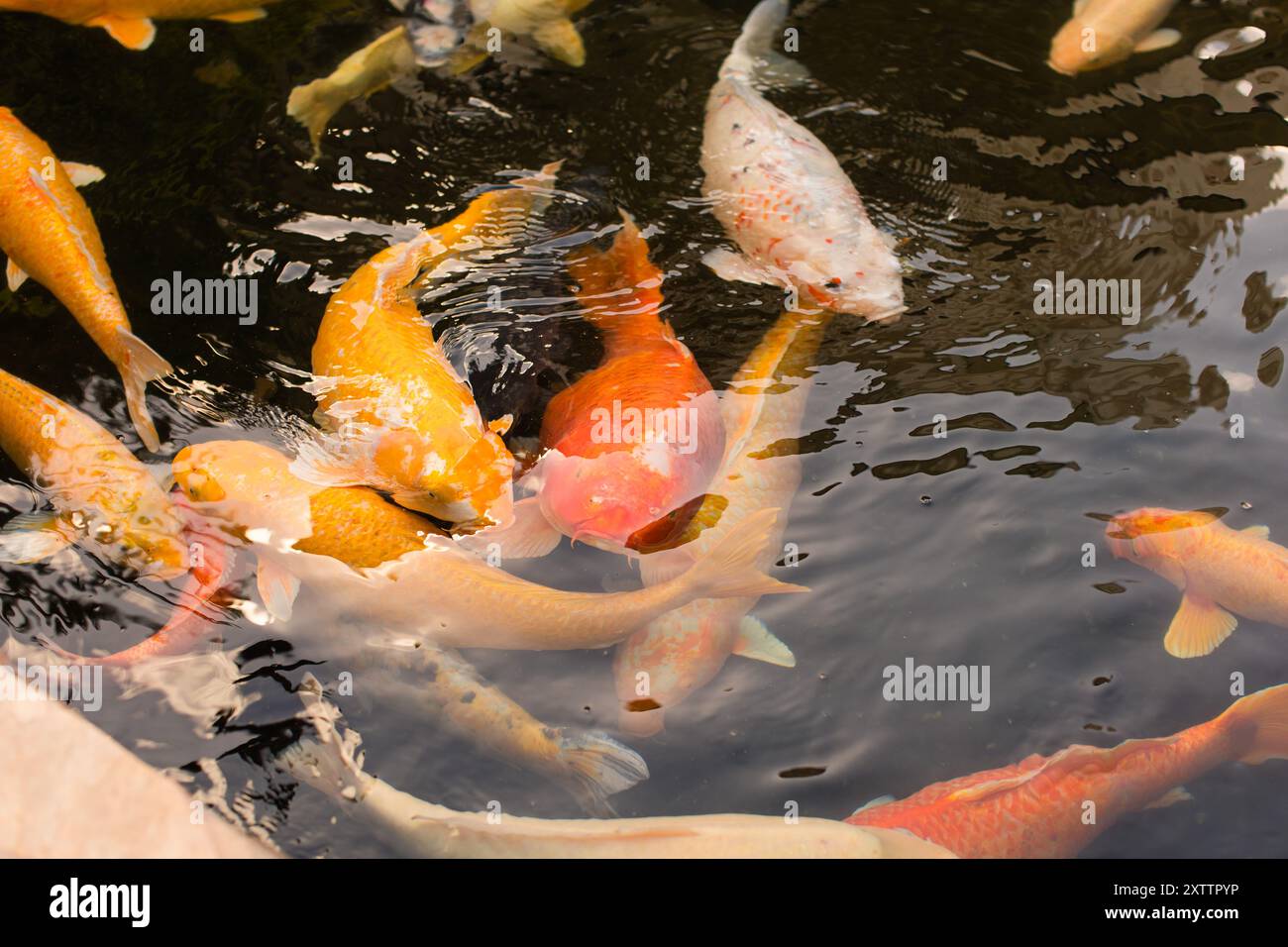 Vibrant koi fish swimming hi-res stock photography and images - Alamy