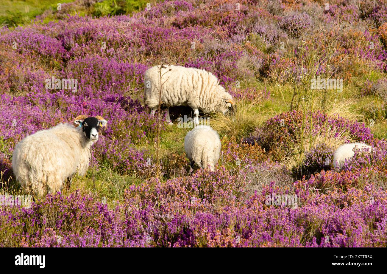 A breed of sheep well suited to the difficult conditions of the ...
