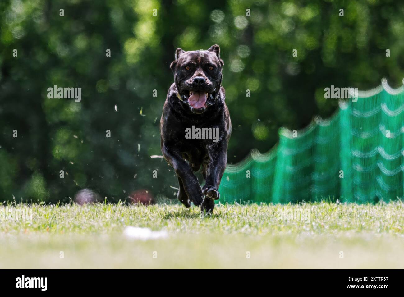 Cane Corso Italiano Running Lure Course Dog Sport Stock Photo - Alamy