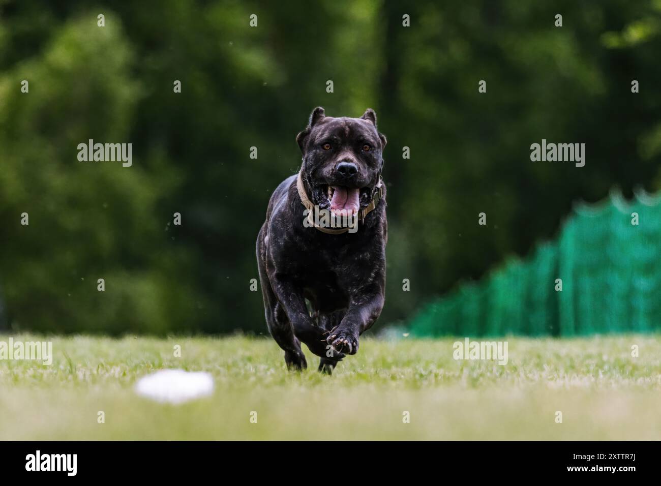 Cane Corso Italiano Running Lure Course Dog Sport Stock Photo - Alamy