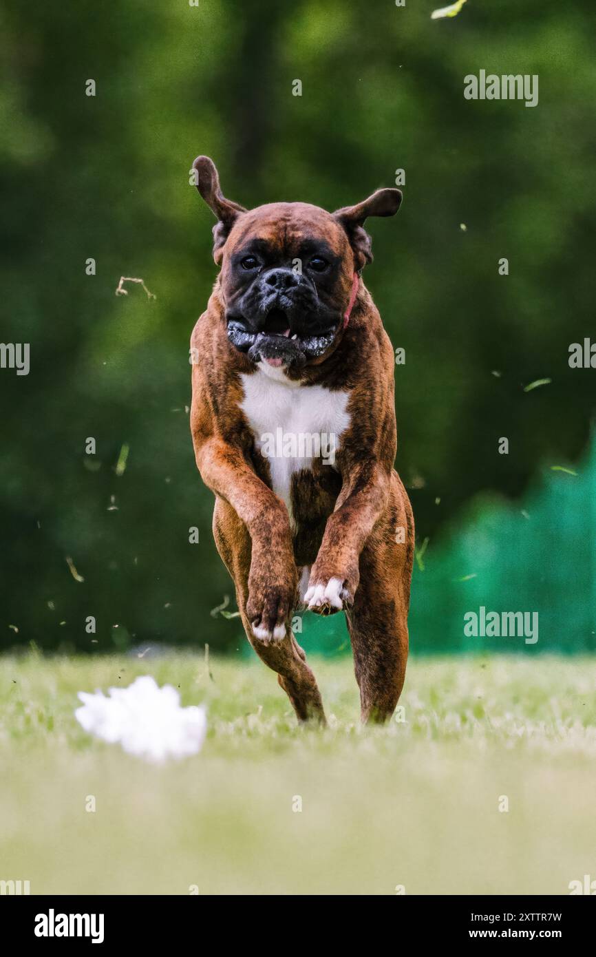 Brindle boxer hi-res stock photography and images - Alamy