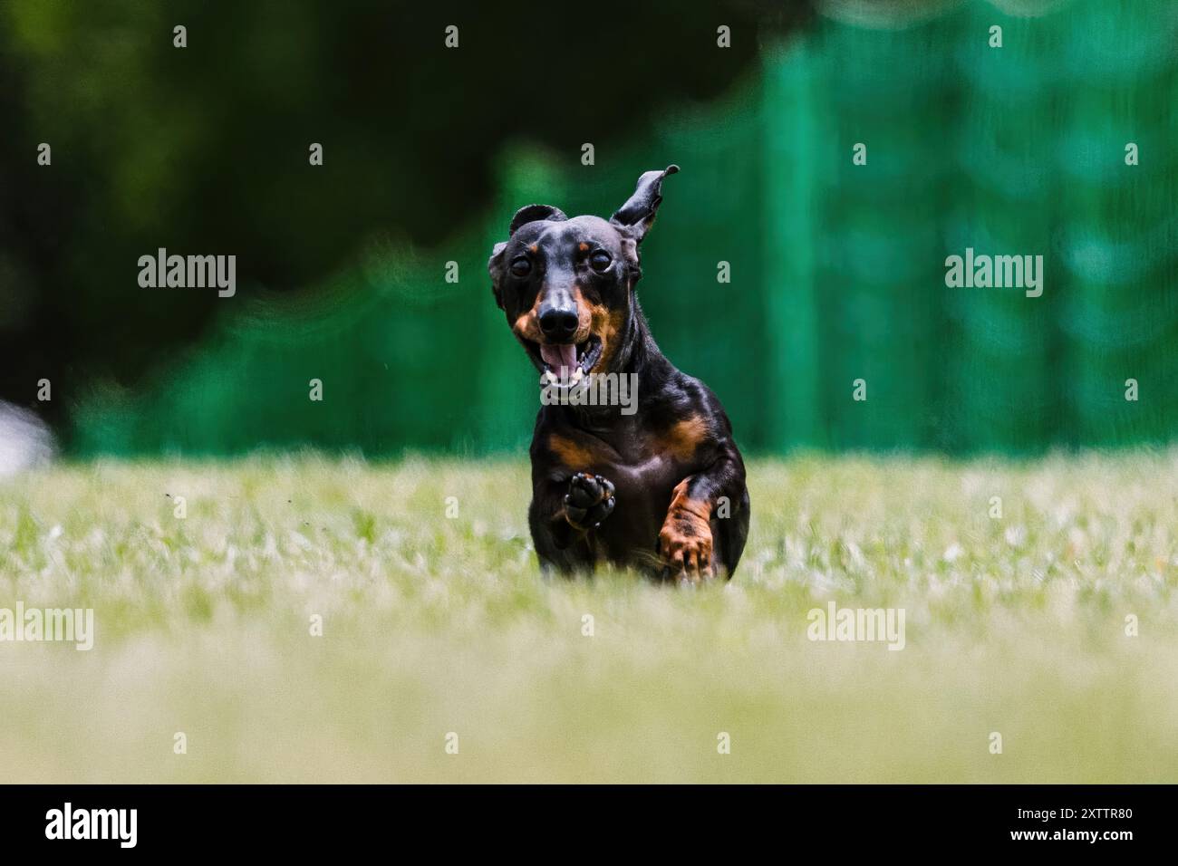 Tan dachshund hi-res stock photography and images - Alamy