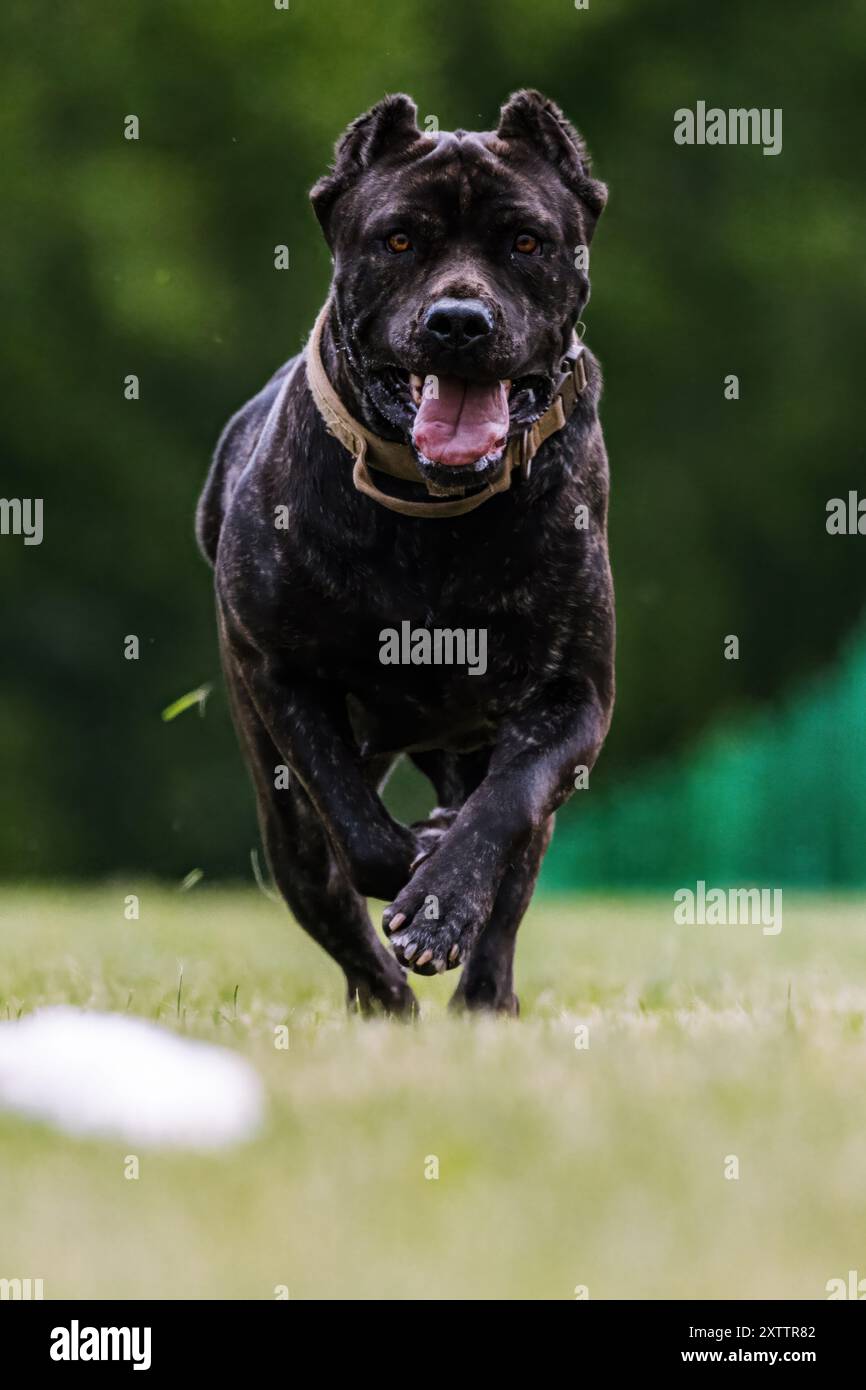 Cane Corso Italiano Running Lure Course Dog Sport Stock Photo - Alamy