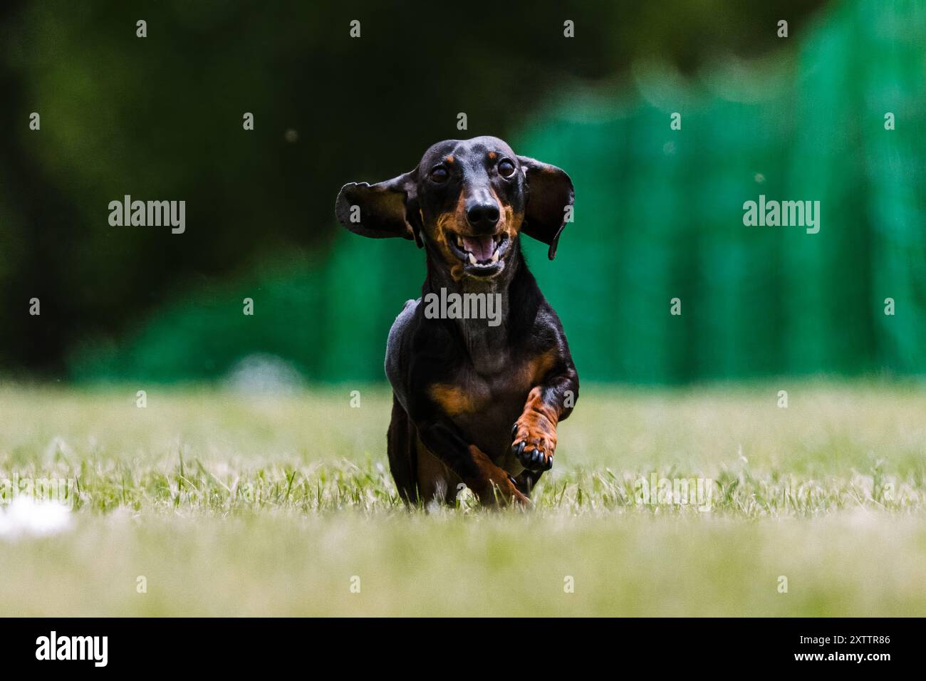 Tan dachshund hi-res stock photography and images - Alamy