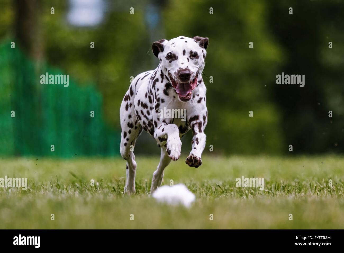 Liver dalmatian hi-res stock photography and images - Alamy