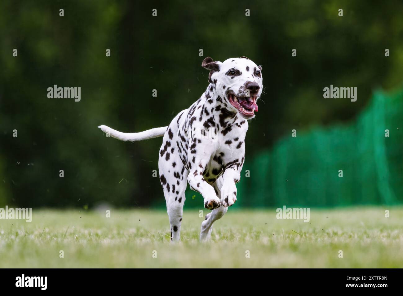 Brown and White Spotted Dalmatian Running Lure Course Dog Sport Stock ...