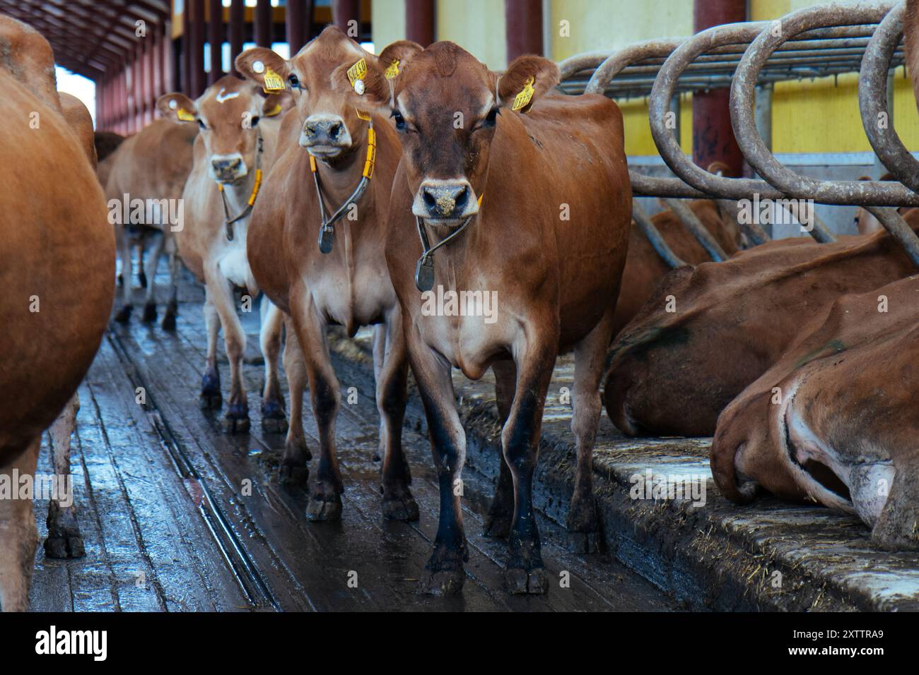 Group of dairy Jersey cows in a barn Stock Photo - Alamy