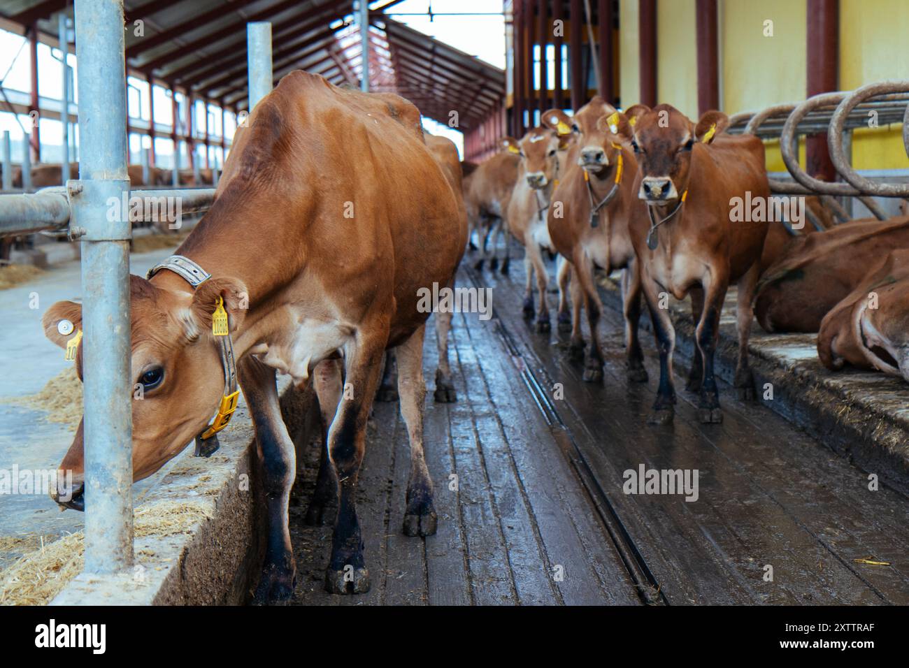 Sustainable dairy practices hi-res stock photography and images - Alamy