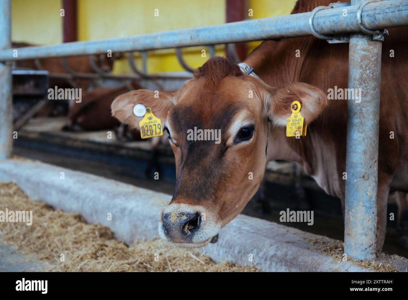 Modern dairy farm operations close hi-res stock photography and images ...