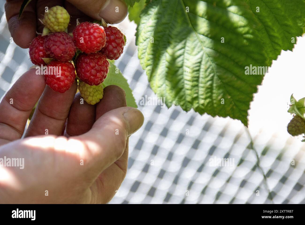 Hands gently picking ripe raspberries from a bush under sunlight Stock ...