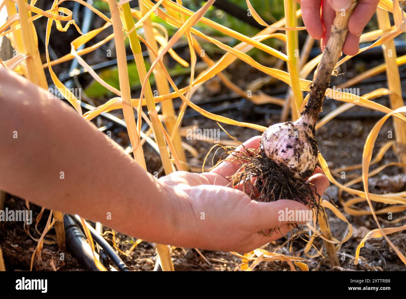 Hands harvesting a head of garlic from the garden soil among stalks ...